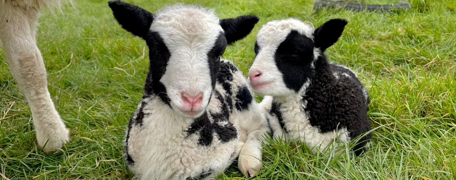 Kia Ora Mini Farm | Book In Ireland