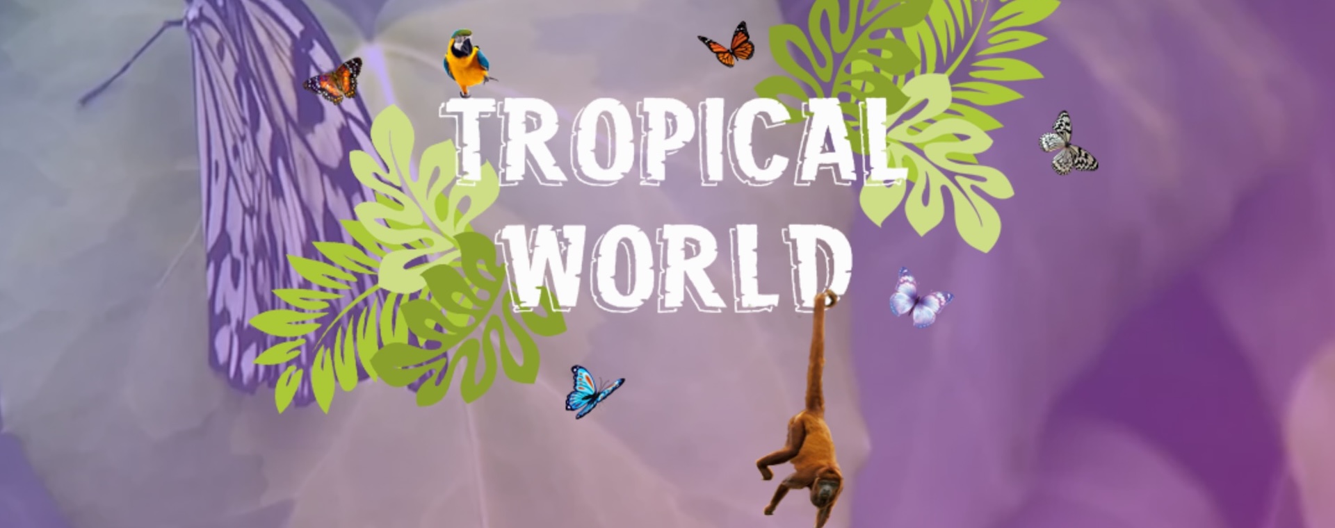 Tropical World | Book In Ireland