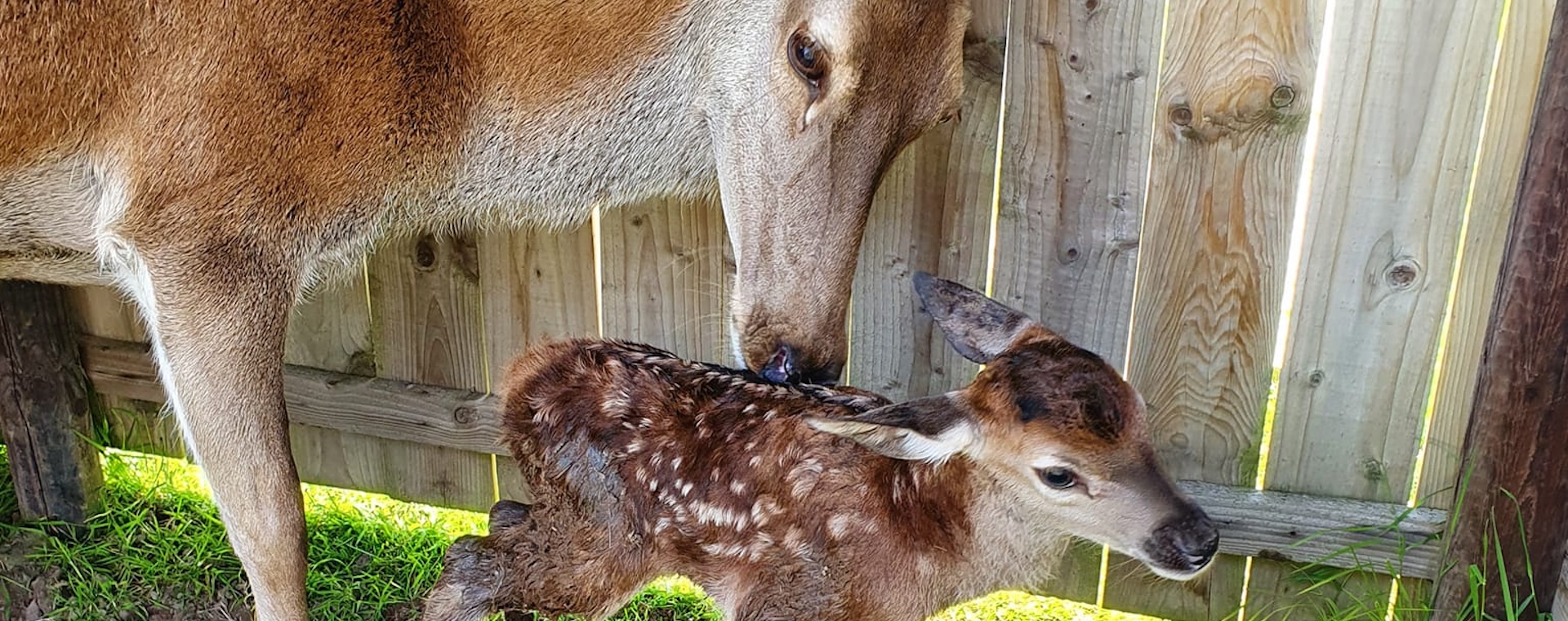 Castle Adventure Open Farm | Book In Ireland